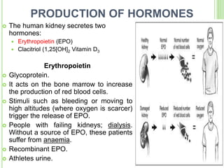 functionsofkidney-170820131950 (1).pdf