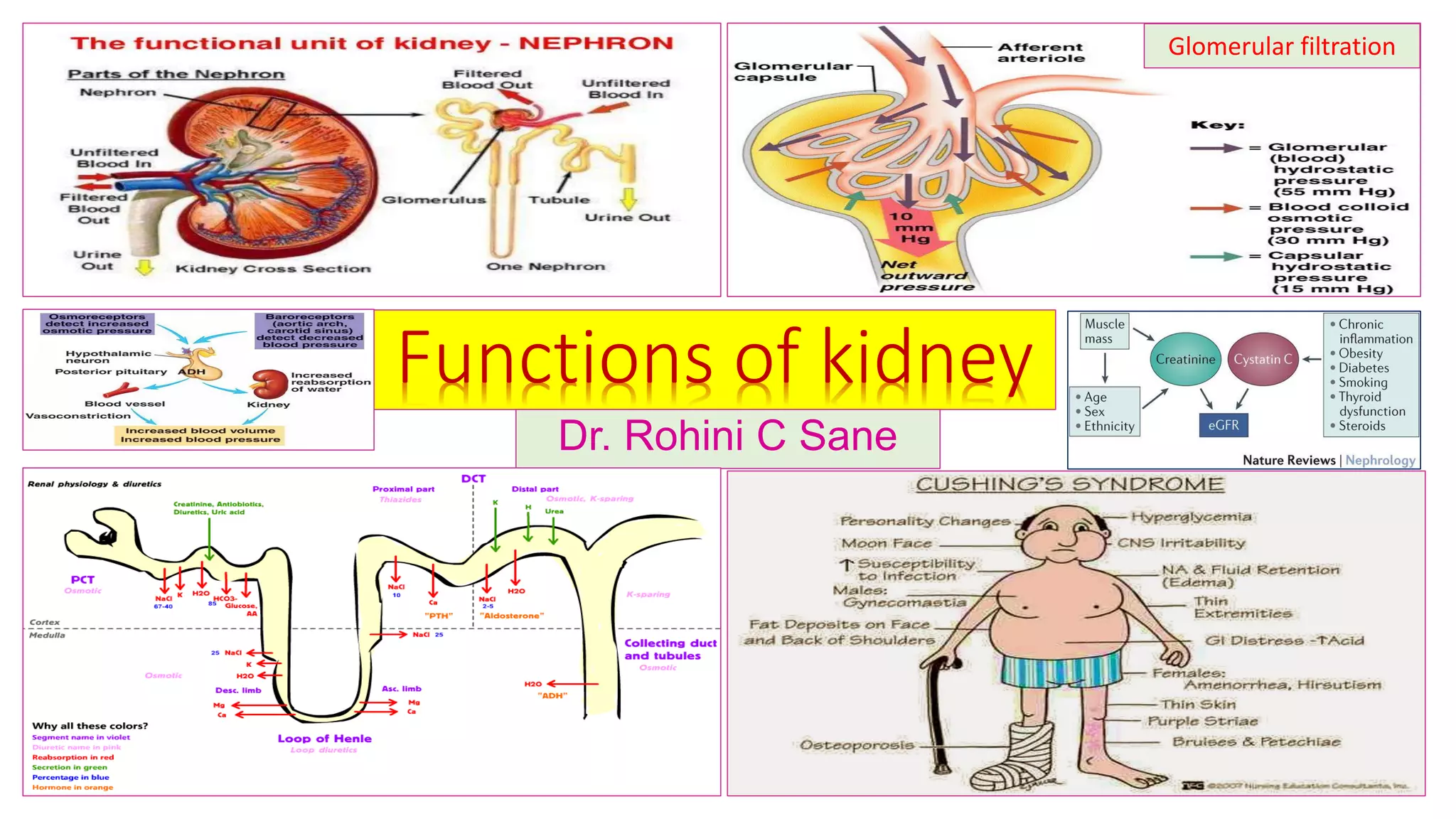 Functions of kidney | PDF
