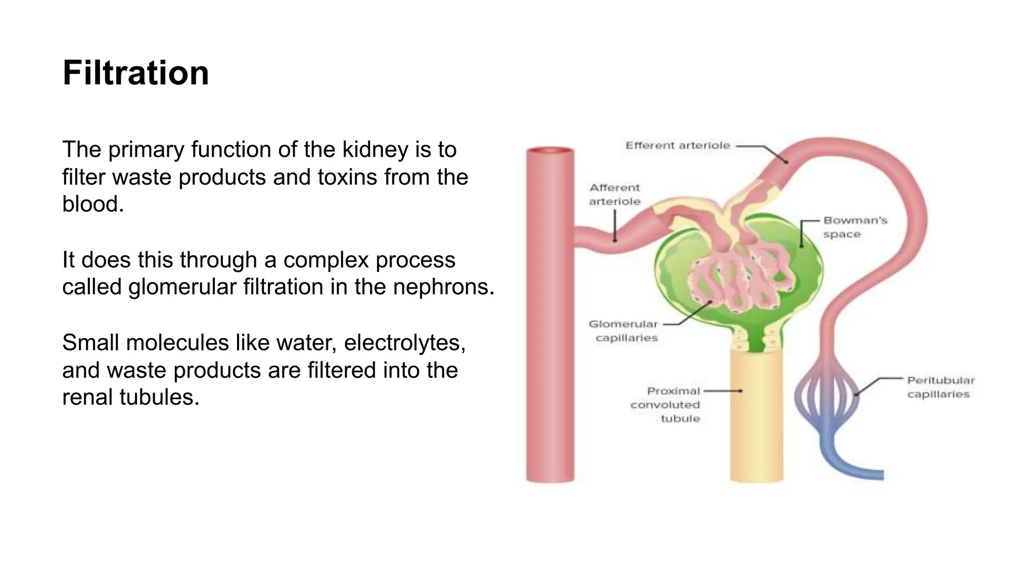 Functions Of Kidney.pptx