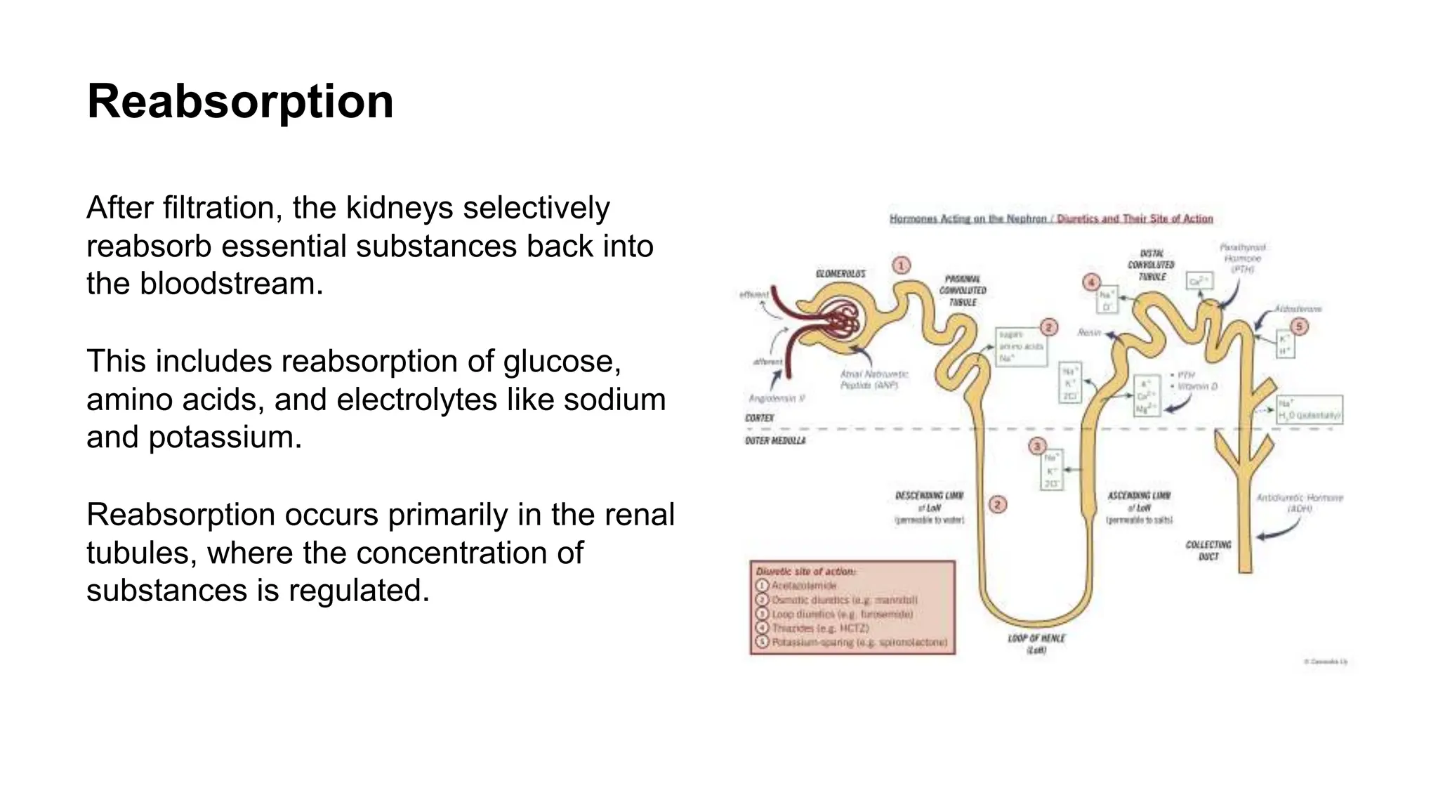 Functions Of Kidney.pptx