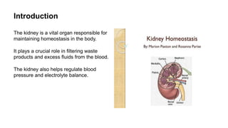 Functions Of Kidney.pptx