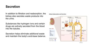 Functions Of Kidney.pptx