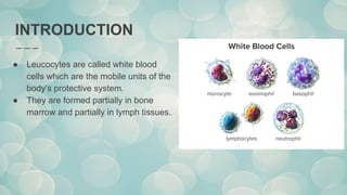 FUNCTIONS OF LEUCOCYTES.pdf | Blood Disorders | Diseases and Conditions