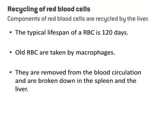 Functions of liver option d.3 | PPT