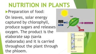 Functions of living things-Nutrition | PPTX