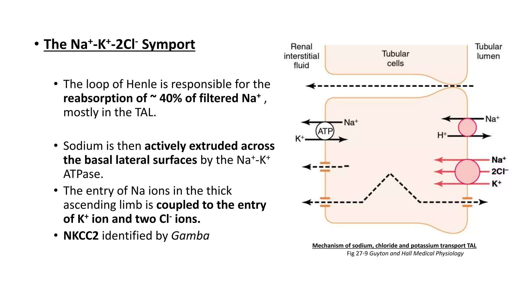 Functions of Loop of Henle | PPTX