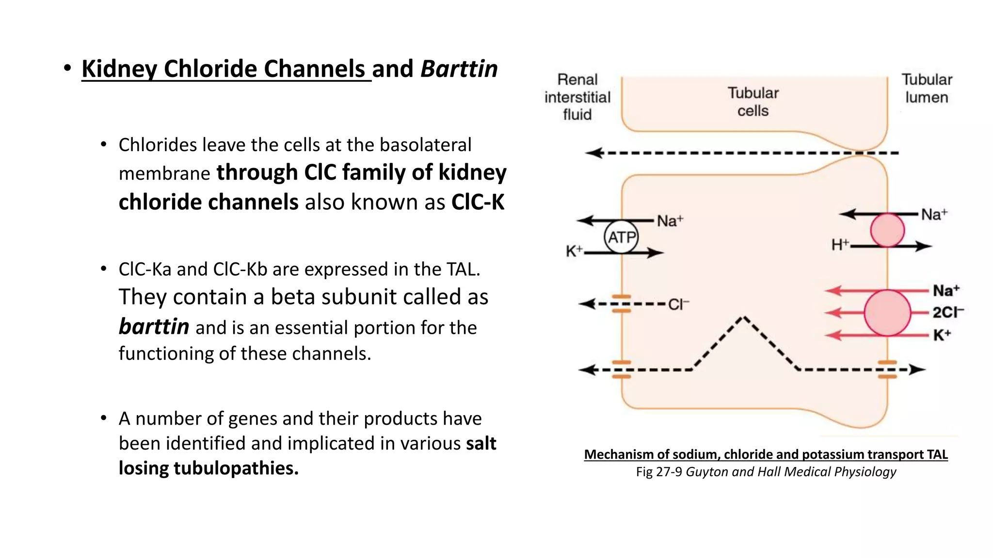 Functions of Loop of Henle | PPTX