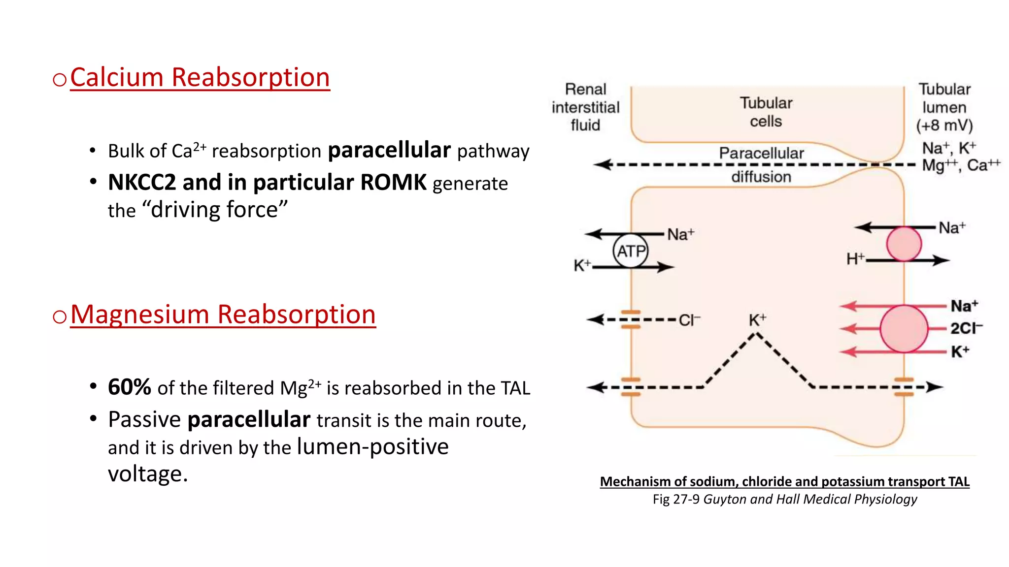 Functions of Loop of Henle | PPTX