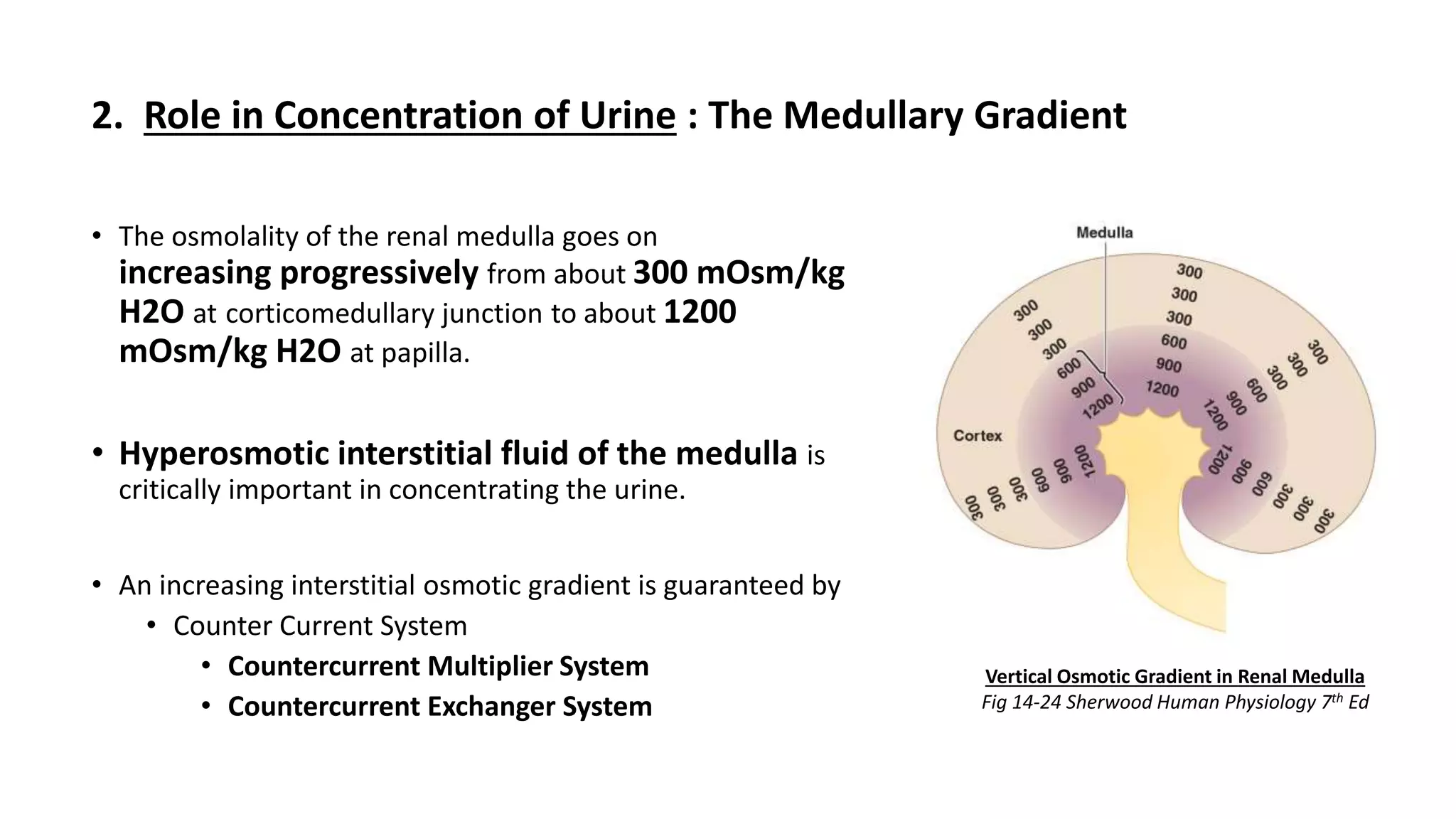 Functions of Loop of Henle | PPTX