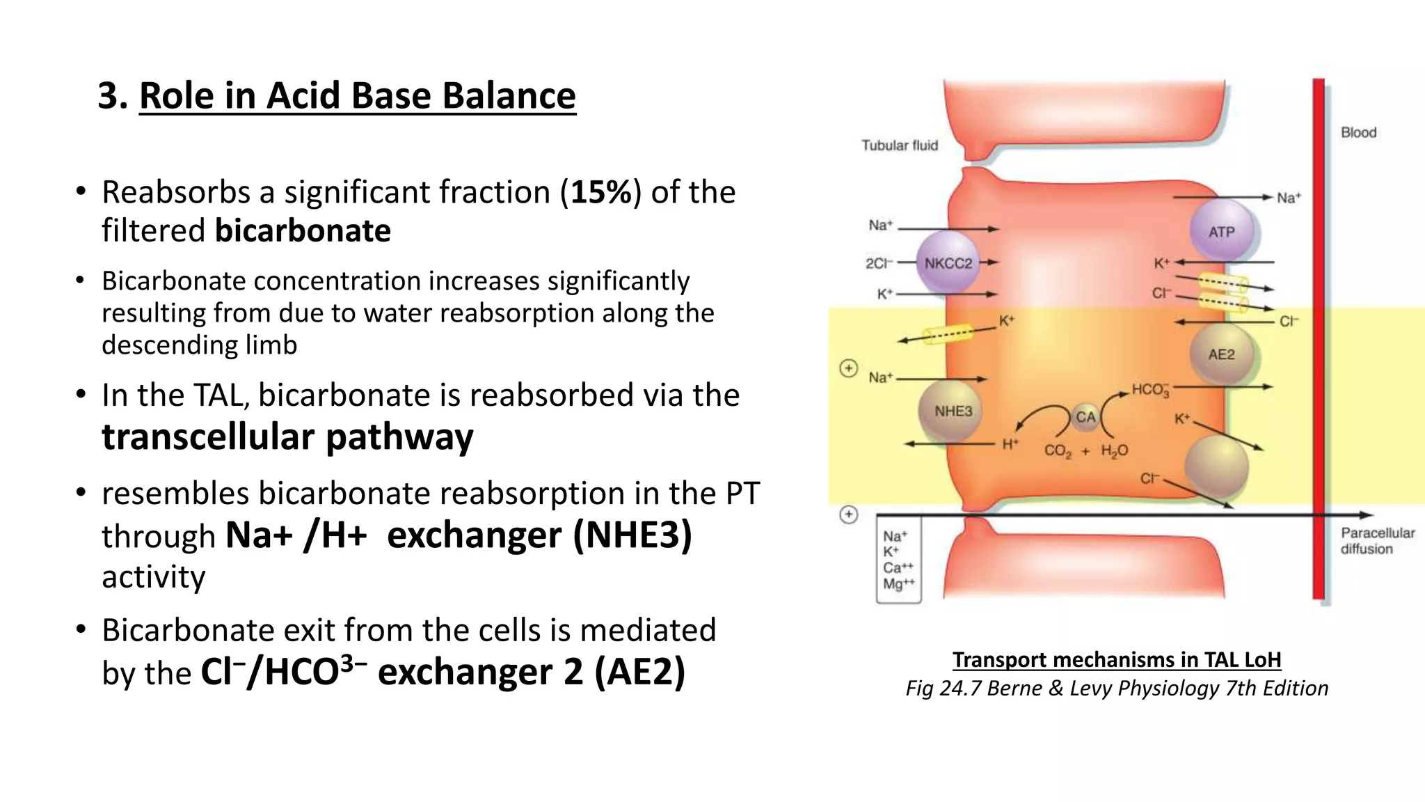 Functions of Loop of Henle | PPTX