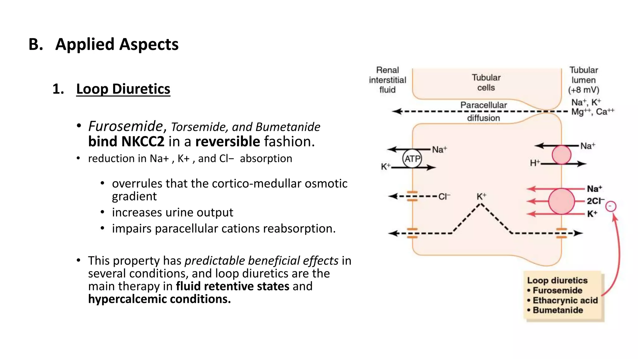 Functions of Loop of Henle | PPTX