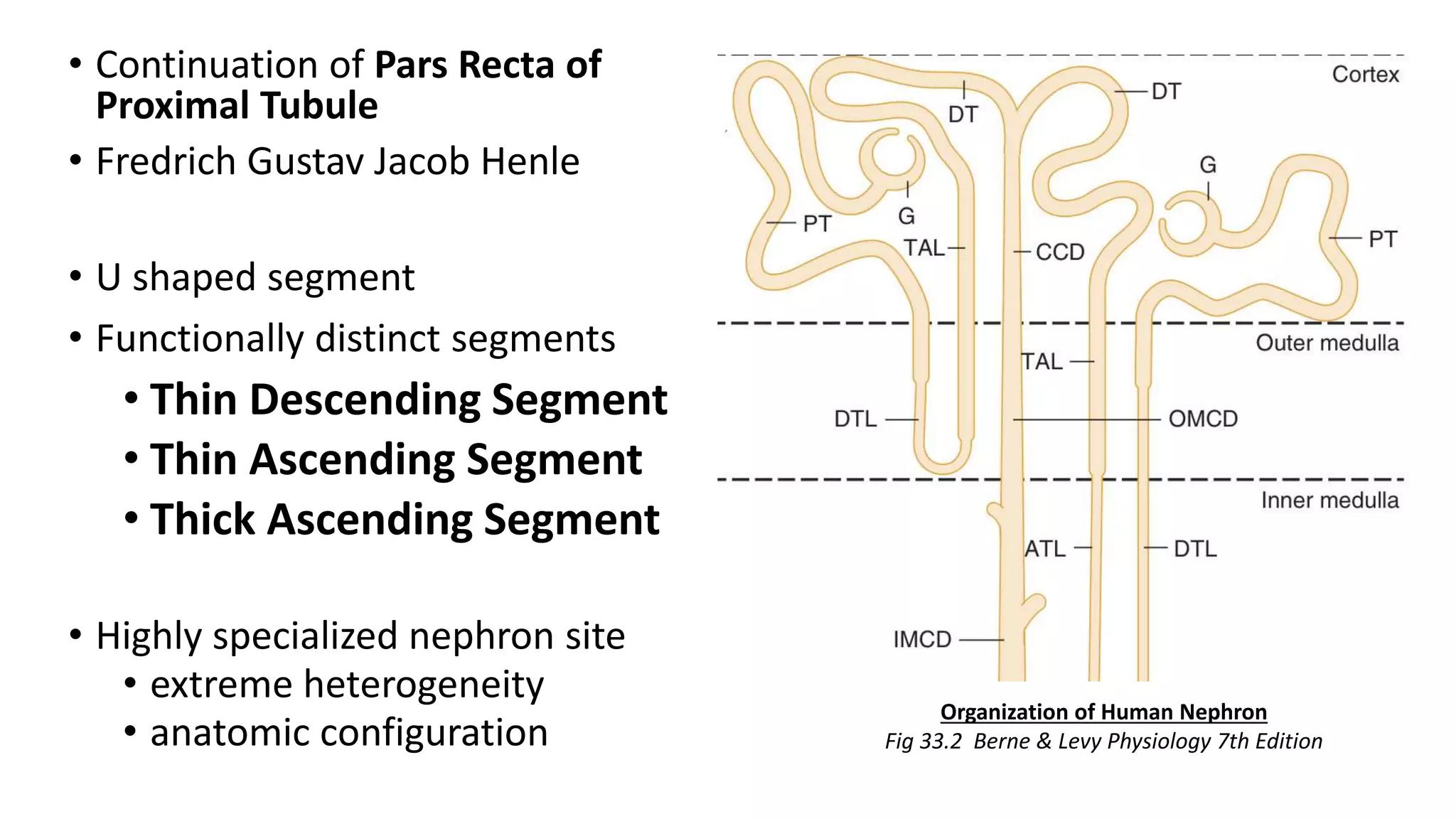 Functions of Loop of Henle | PPTX