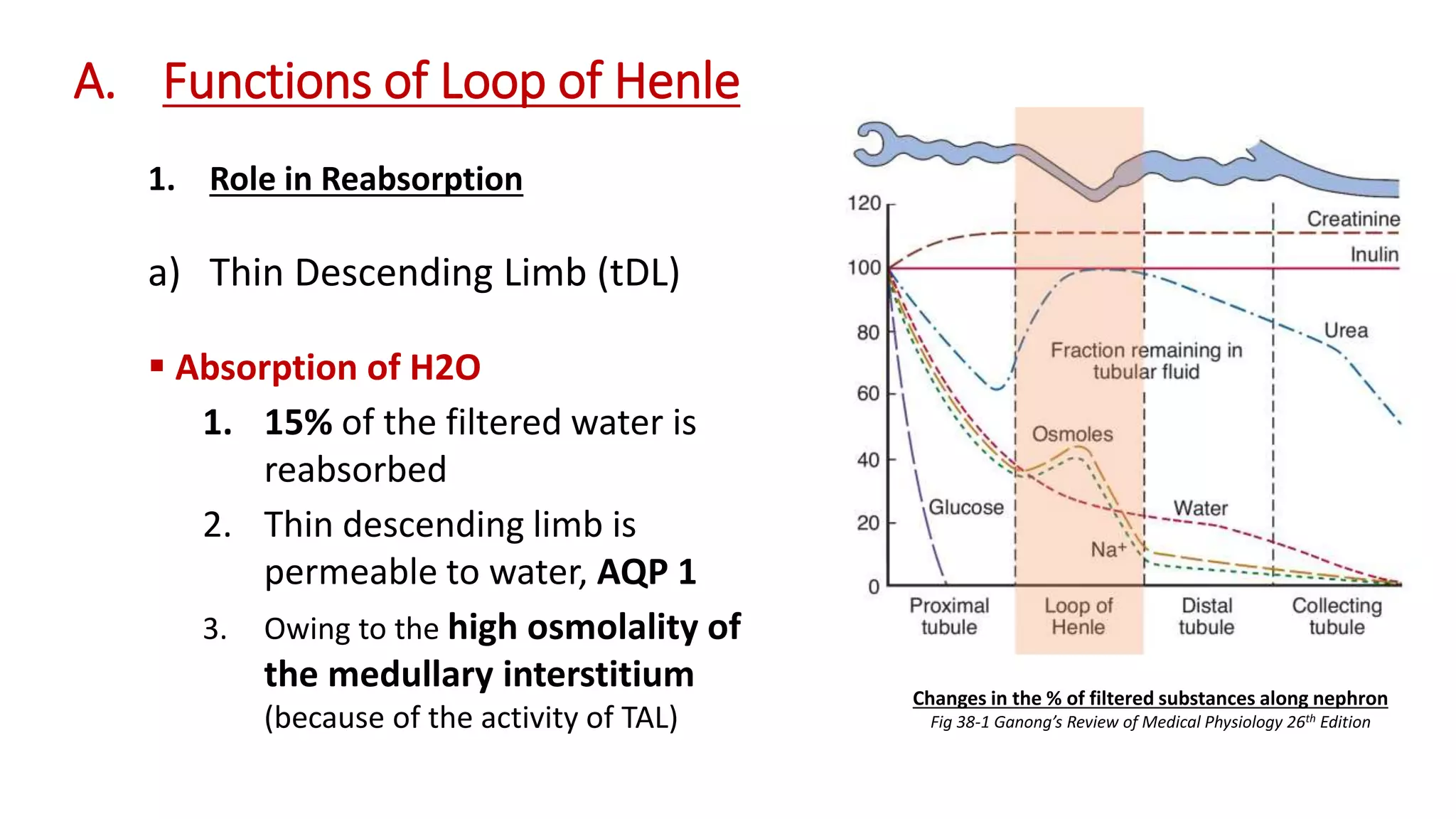 Functions of Loop of Henle | PPTX