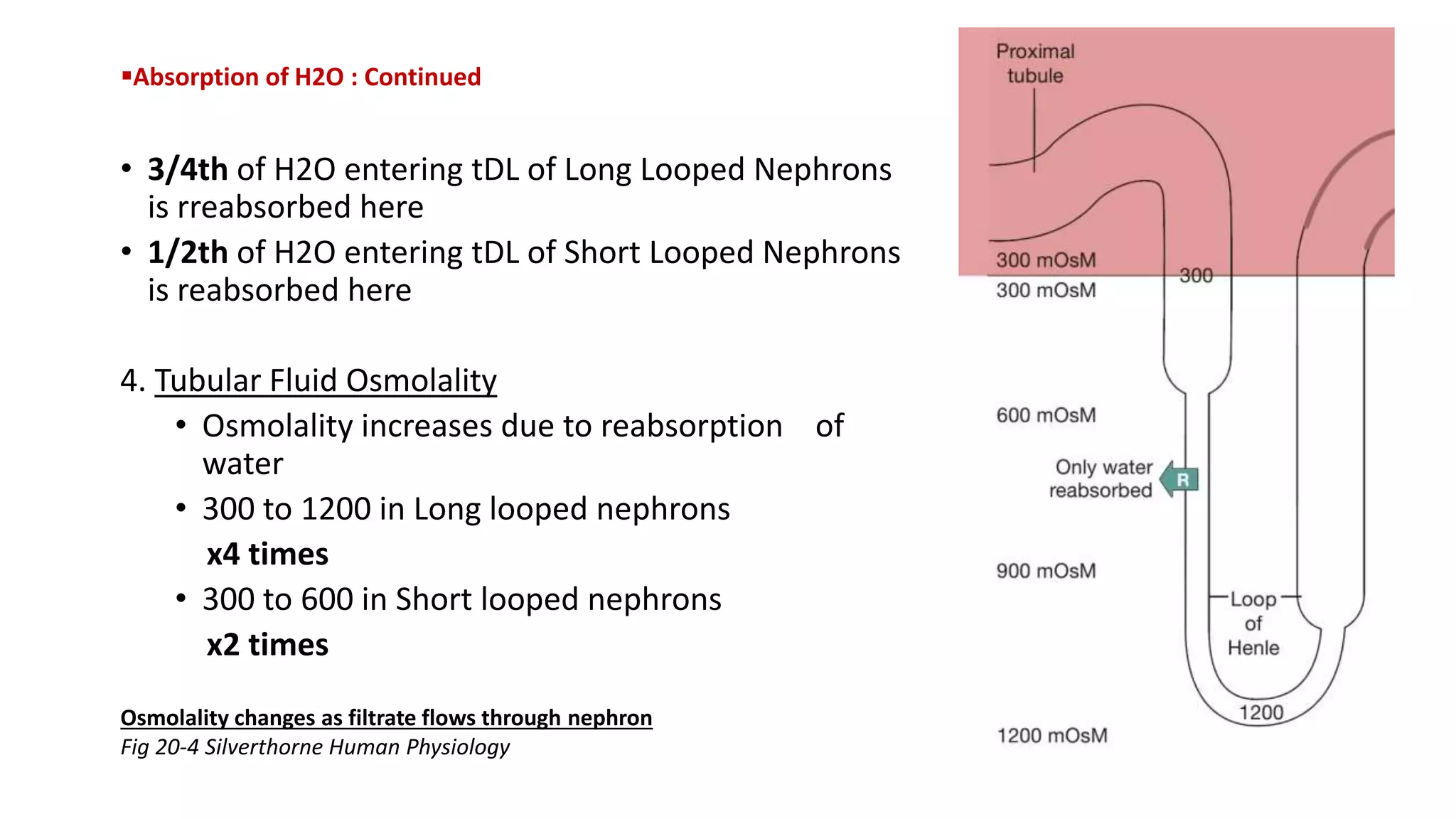 Functions of Loop of Henle | PPTX