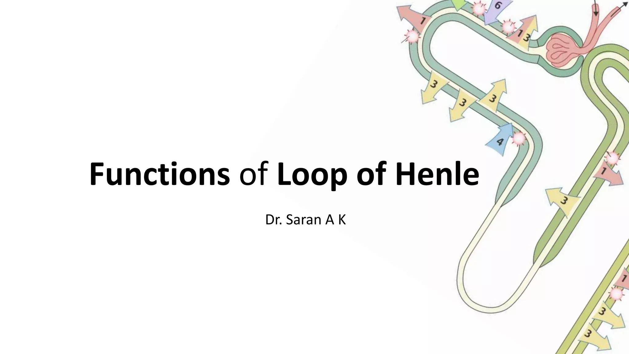 Functions of Loop of Henle | PPT