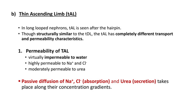 Functions of Loop of Henle | PPTX
