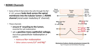 Functions of Loop of Henle | PPTX