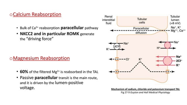 Functions of Loop of Henle | PPTX