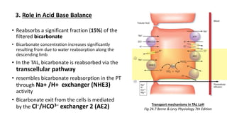 Functions of Loop of Henle | PPTX