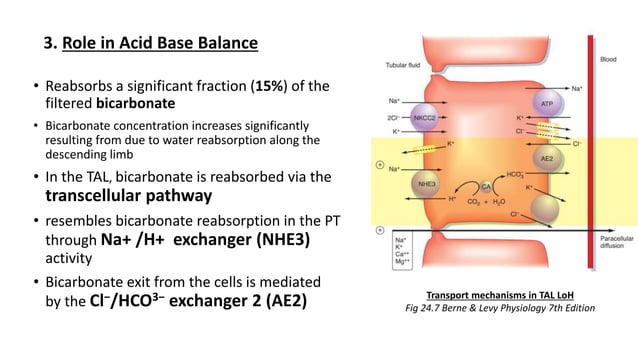 Functions of Loop of Henle | PPTX
