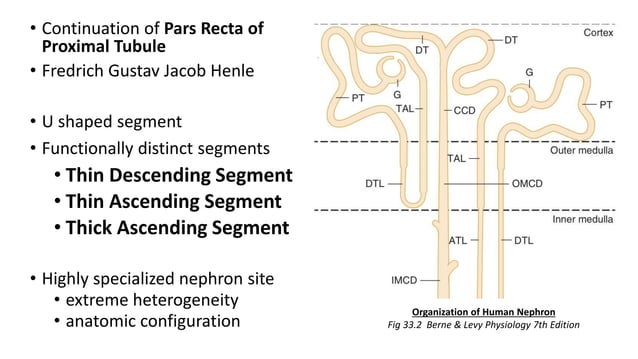 Functions of Loop of Henle | PPTX