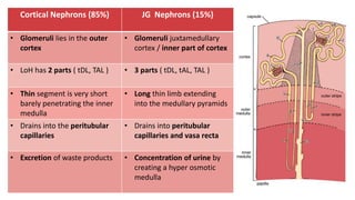 Functions of Loop of Henle | PPTX