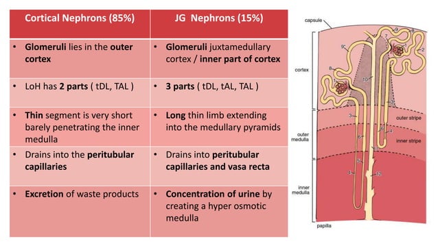 Functions of Loop of Henle | PPTX