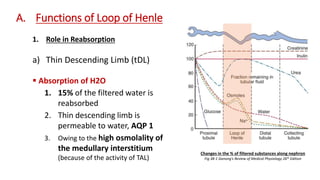 Functions of Loop of Henle | PPTX