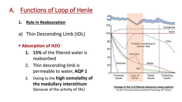 Functions of Loop of Henle | PPTX
