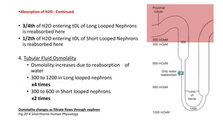 Functions of Loop of Henle | PPTX