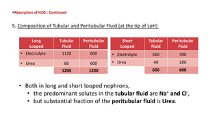 Functions of Loop of Henle | PPTX