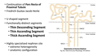 Loop Of Henle