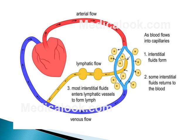 Functions of lymph | PPTX