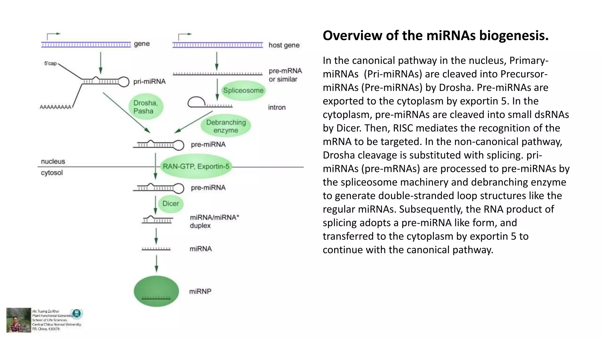 Functions of micro RNA | PPTX