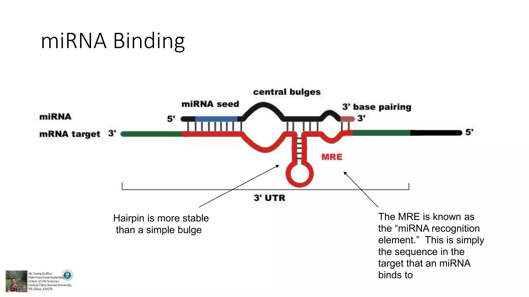 Functions of micro RNA | PPTX