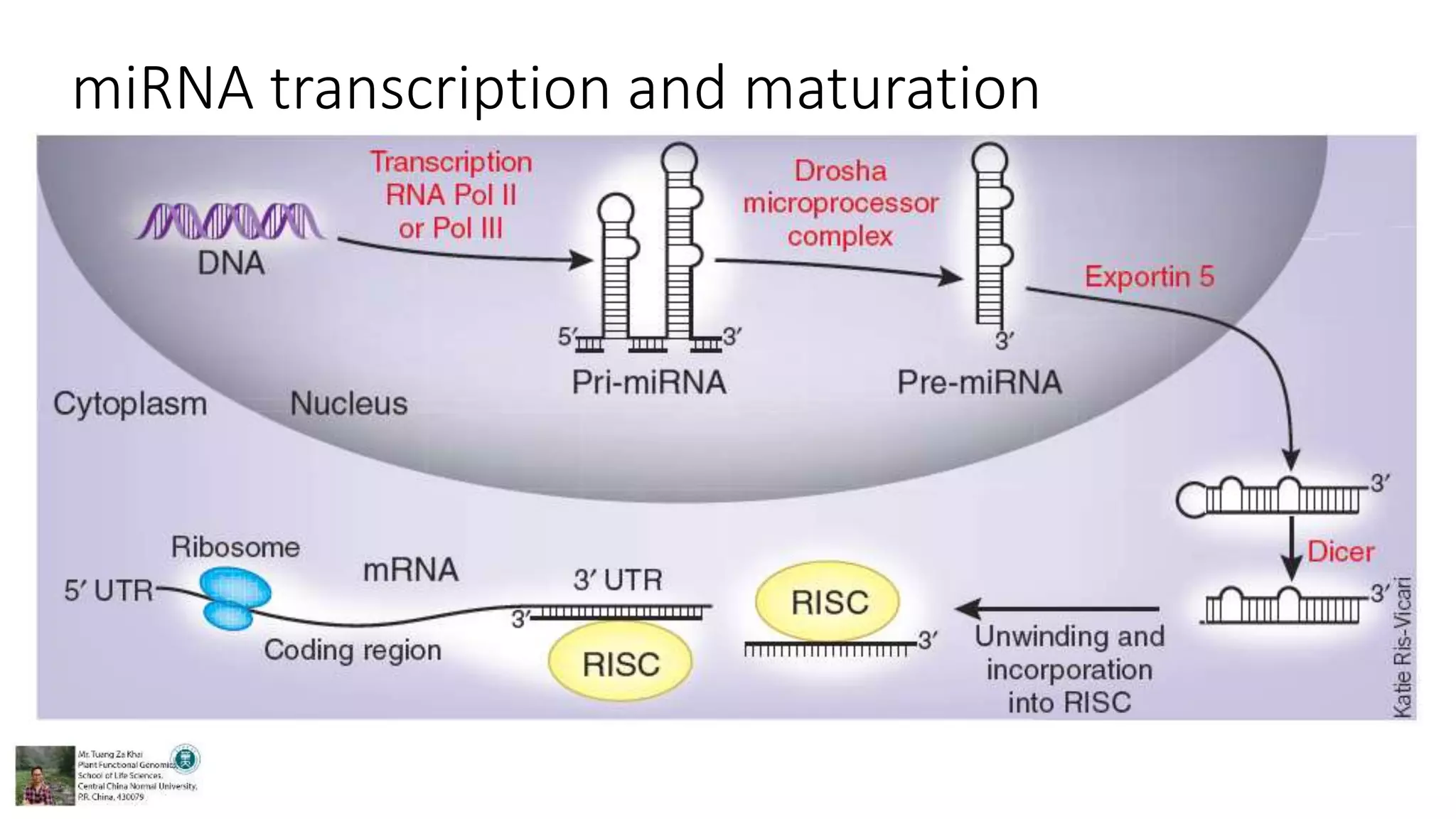 Functions of micro RNA | PPTX
