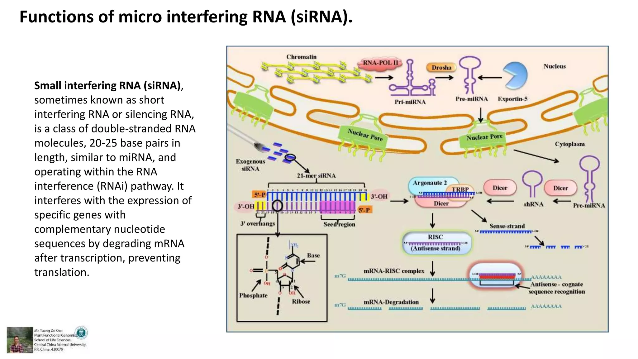 Functions of micro RNA | PPTX