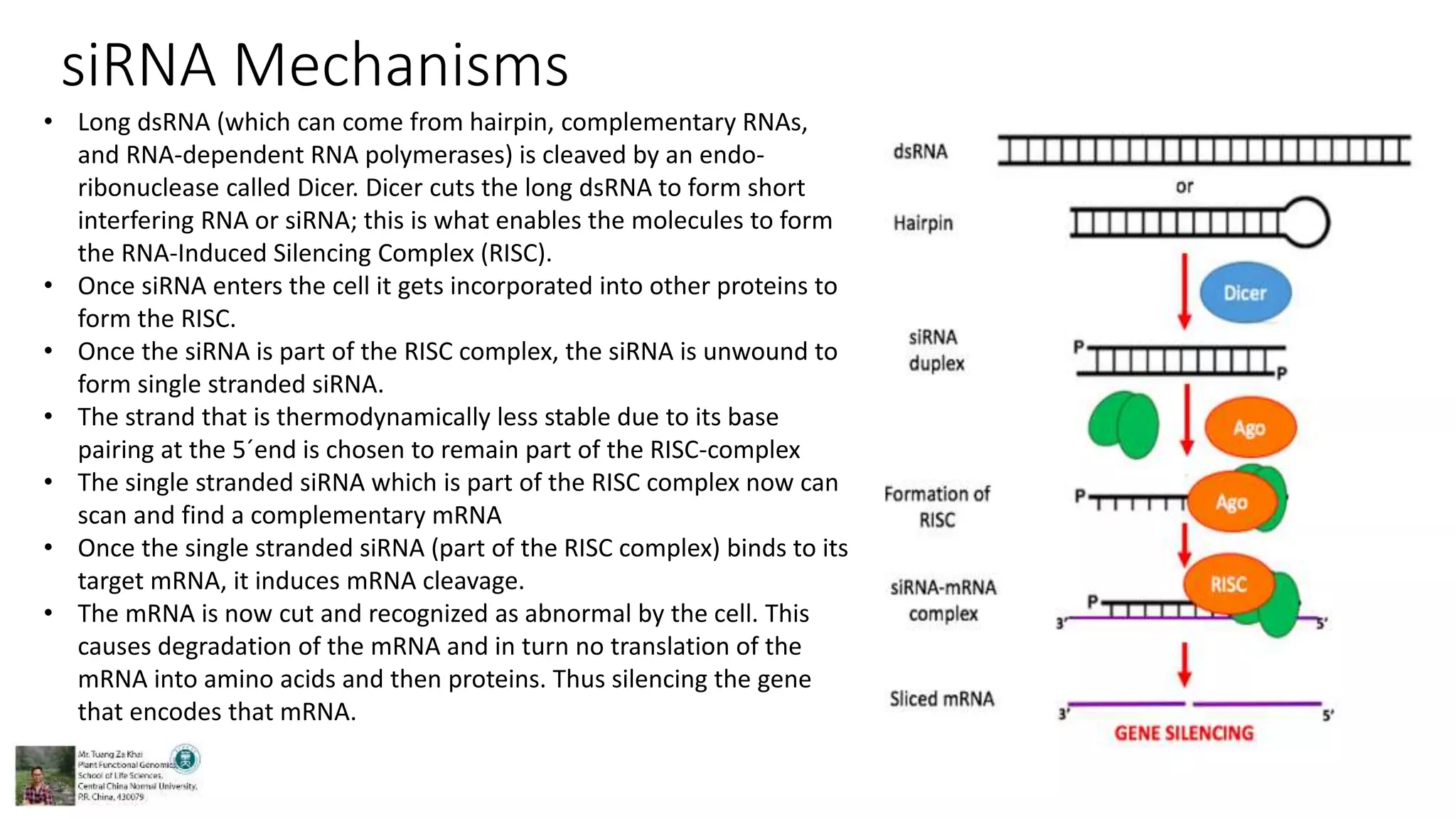 Functions of micro RNA | PPTX