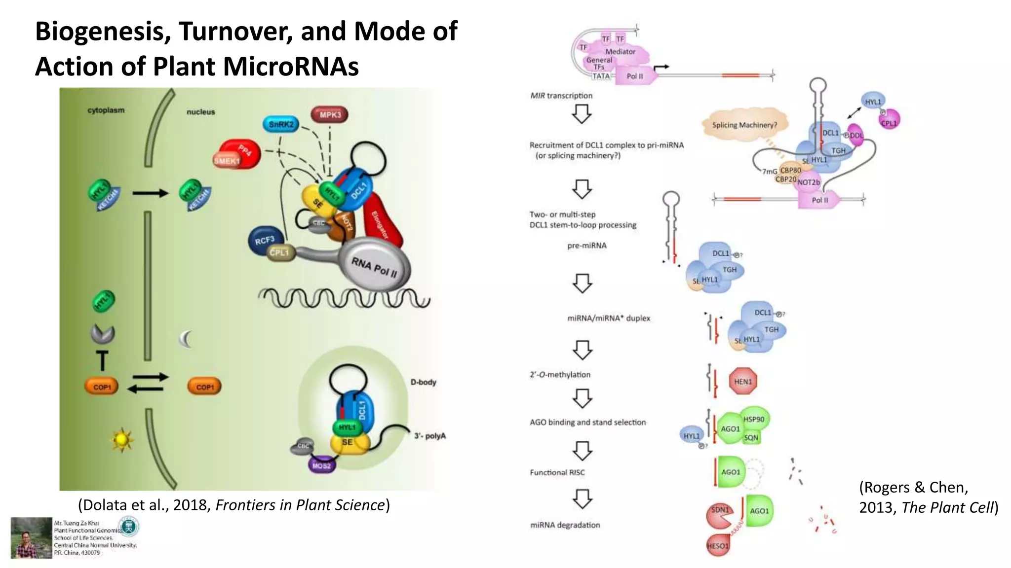 Functions of micro RNA | PPTX