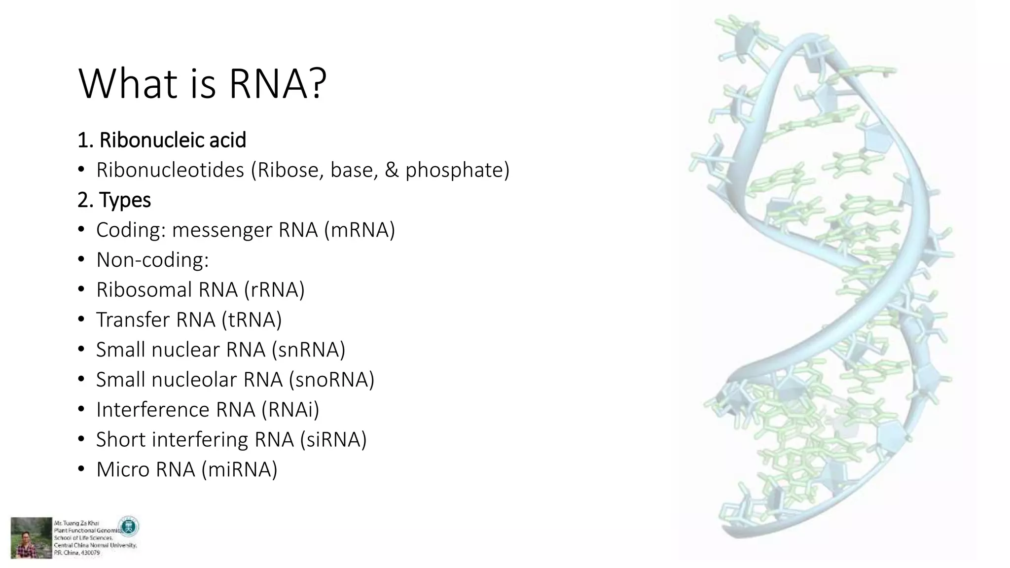 Functions of micro RNA | PPTX | Biological Sciences | Science
