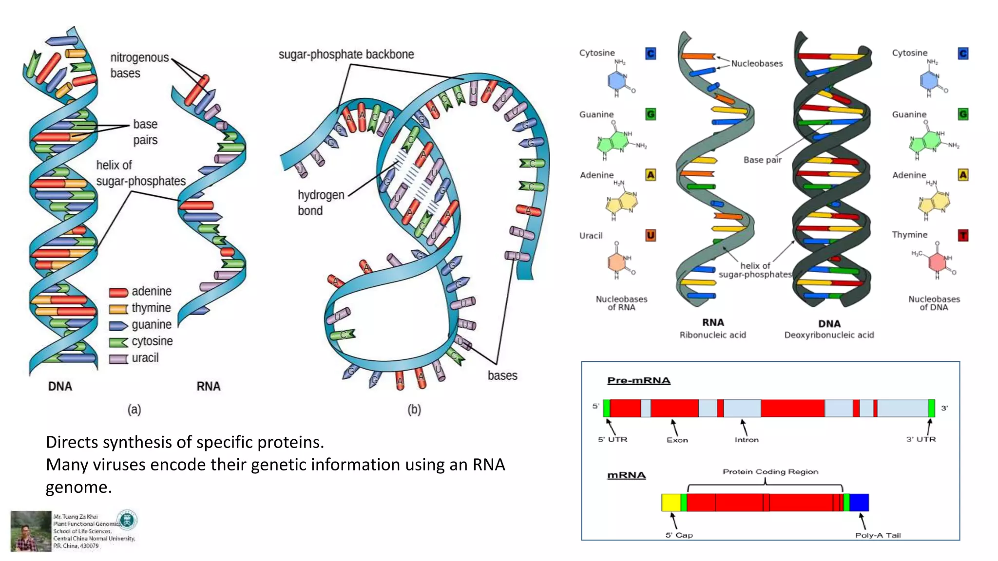Functions of micro RNA | PPTX