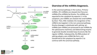 Functions of micro RNA | PPTX