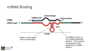 Functions of micro RNA | PPTX