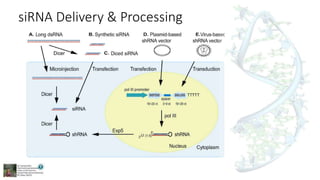 Functions of micro RNA | PPTX | Biological Sciences | Science
