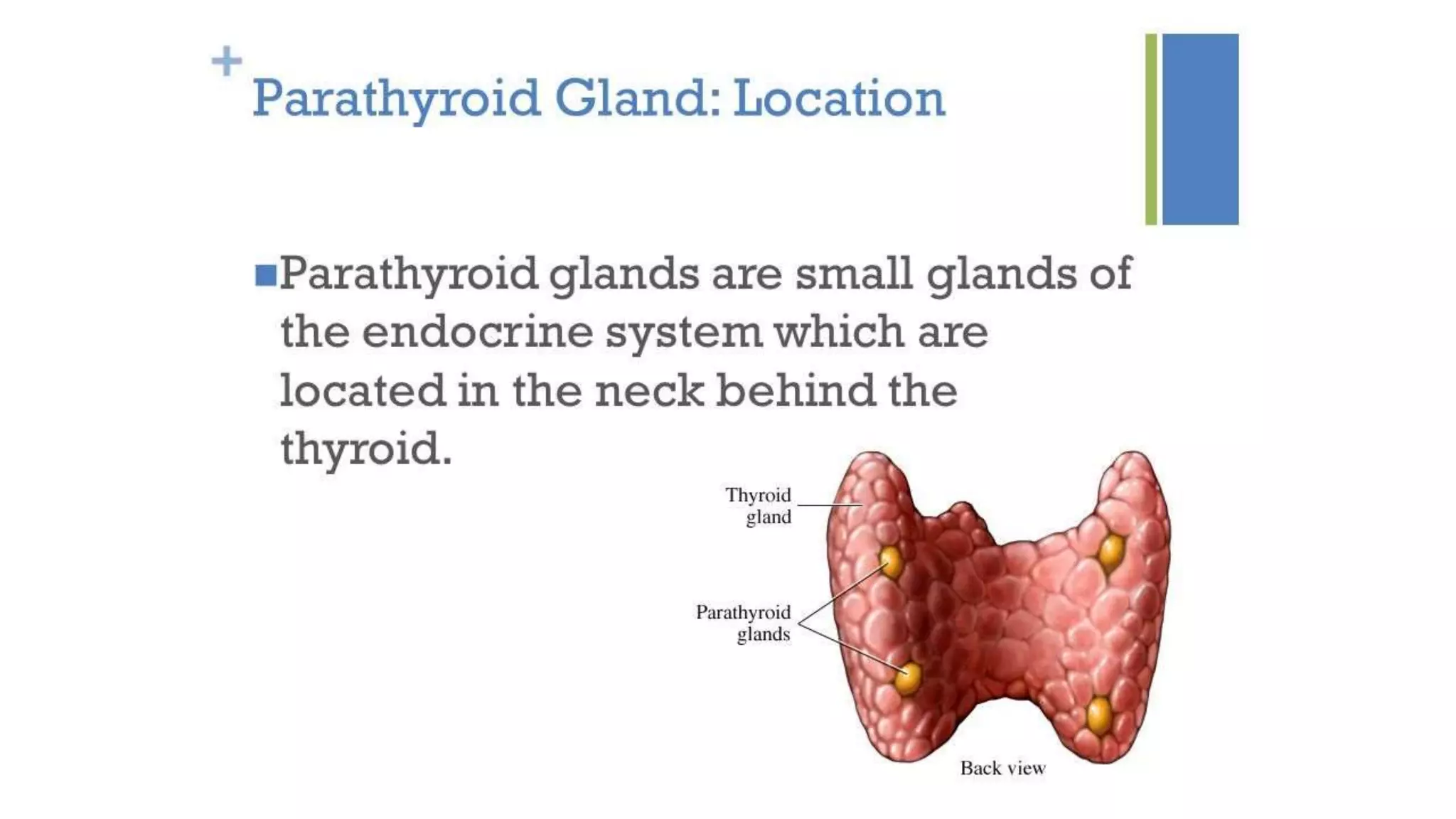 Functions of parathyroid hormone | PPT