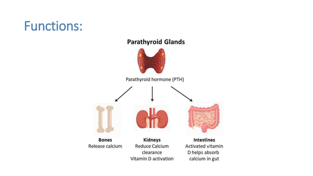 Functions of parathyroid hormone | PPT