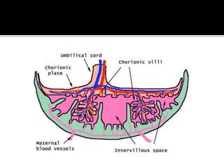 Functions of placenta | PPTX