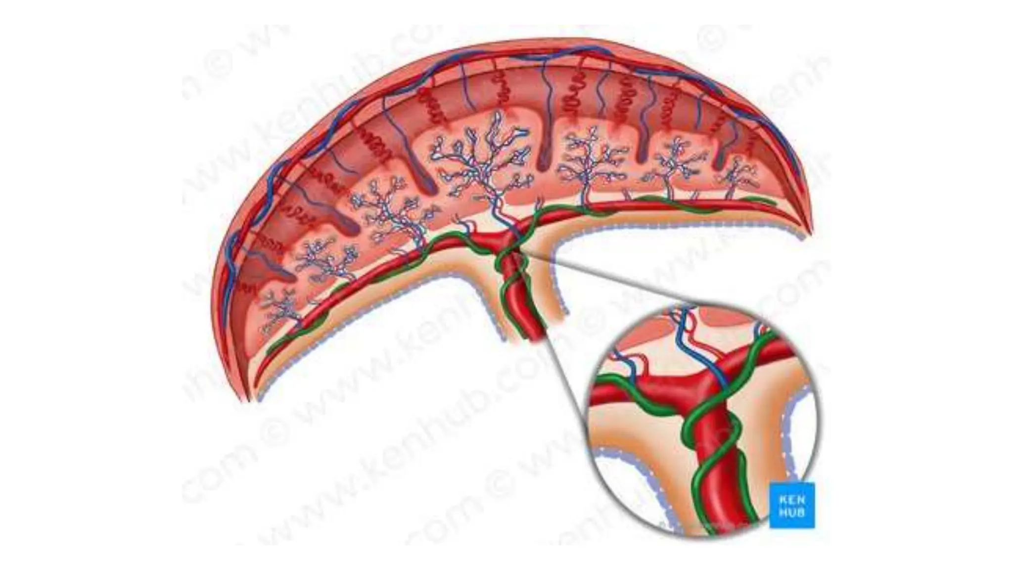 Powerpoint presentation on Functions of placenta.pptx