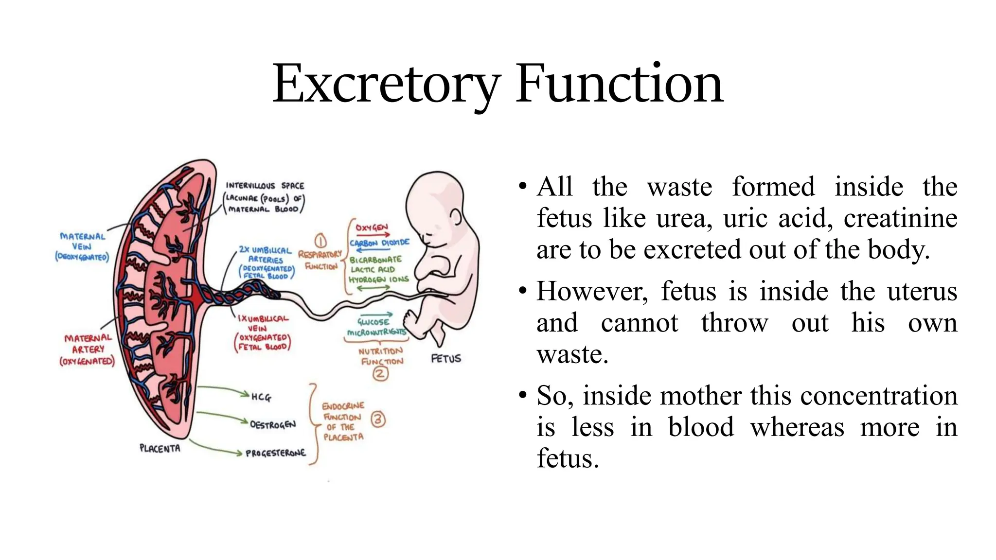 Powerpoint presentation on Functions of placenta.pptx