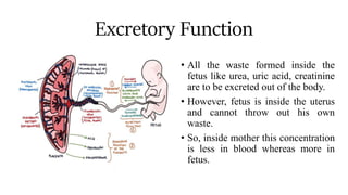Powerpoint presentation on Functions of placenta.pptx